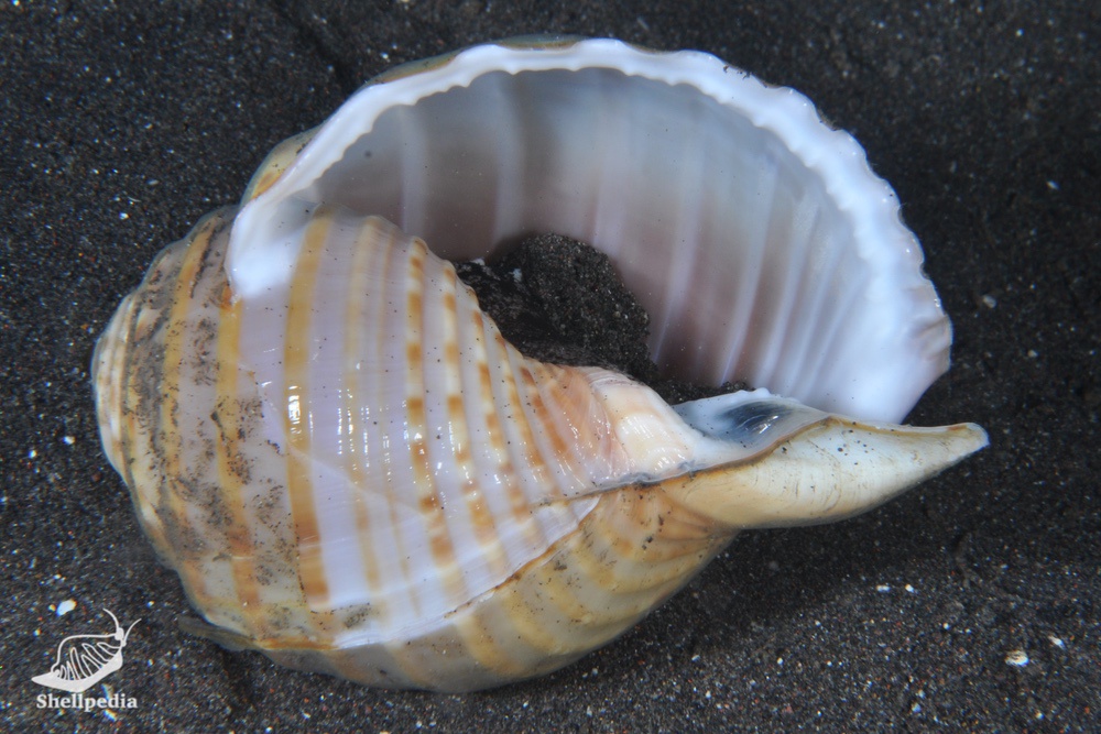 トキワガイ, Tonna allium (Dillwyn, 1817)