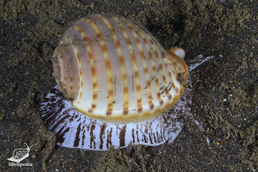 トキワガイ, Tonna allium (Dillwyn, 1817)