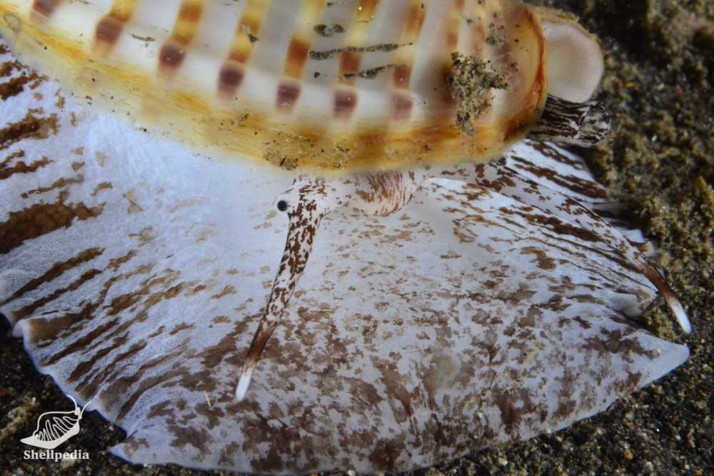 トキワガイ, Tonna allium (Dillwyn, 1817)