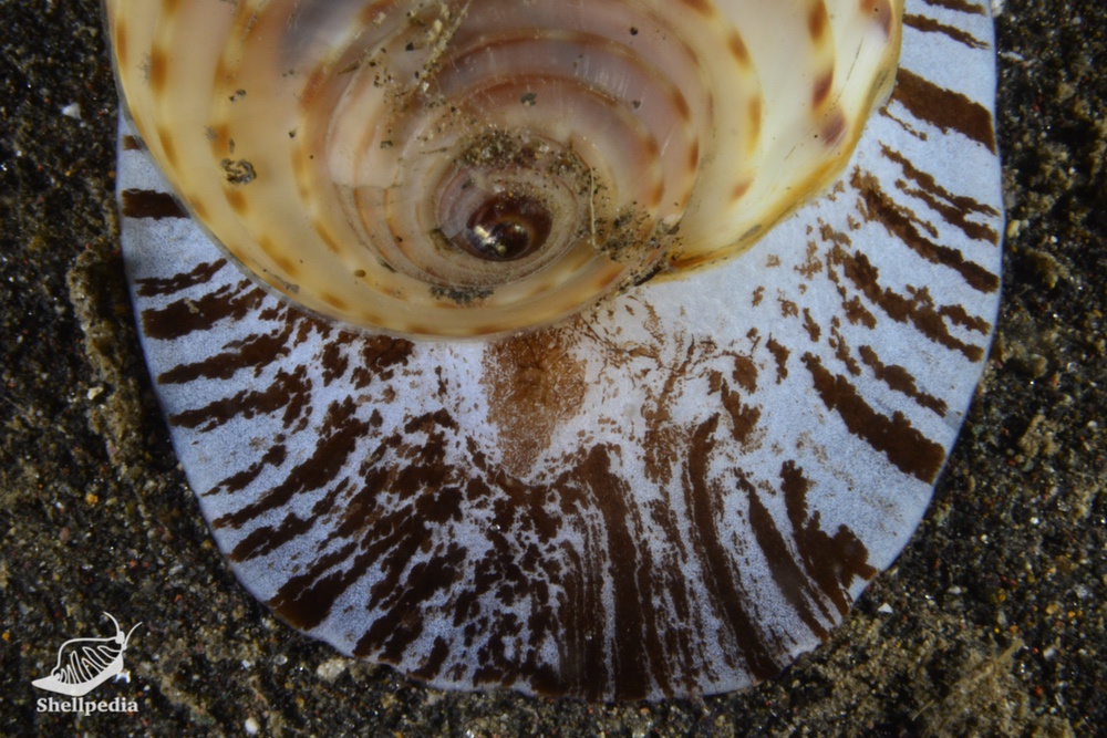 トキワガイ, Tonna allium (Dillwyn, 1817)