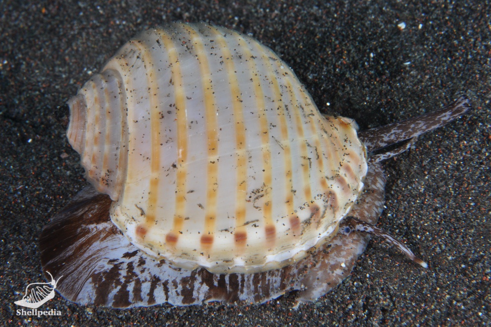 トキワガイ, Tonna allium (Dillwyn, 1817)