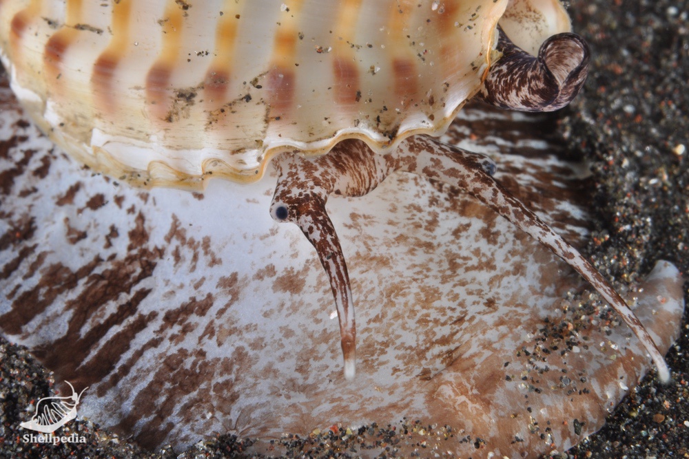 トキワガイ, Tonna allium (Dillwyn, 1817)