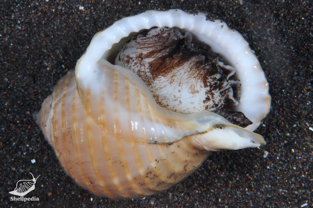 トキワガイ, Tonna allium (Dillwyn, 1817)