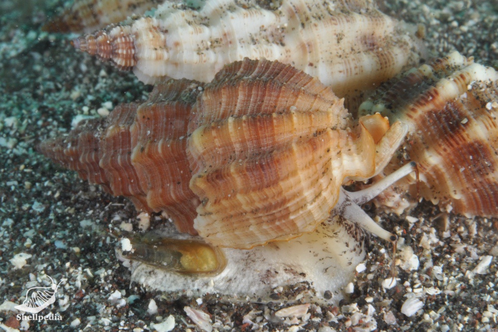 トクサバイ, Phos senticosus (Linnaeus, 1758)