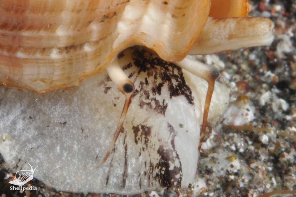 トクサバイ, Phos senticosus (Linnaeus, 1758)