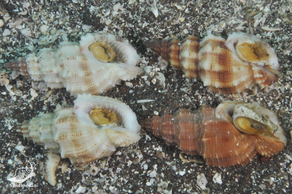トクサバイ, Phos senticosus (Linnaeus, 1758)