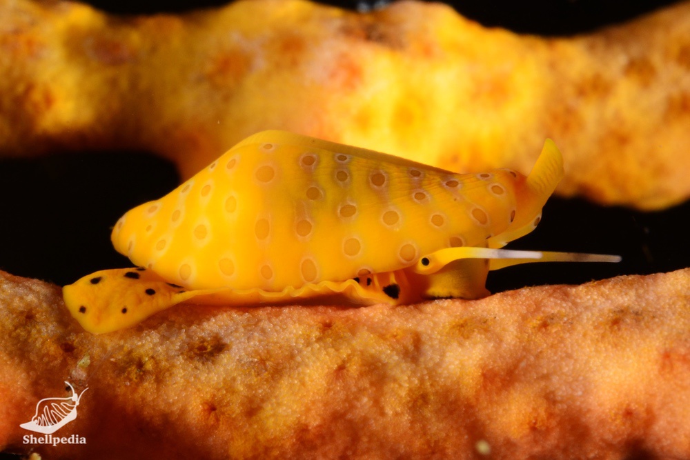 日本の貝図鑑 shellpedia