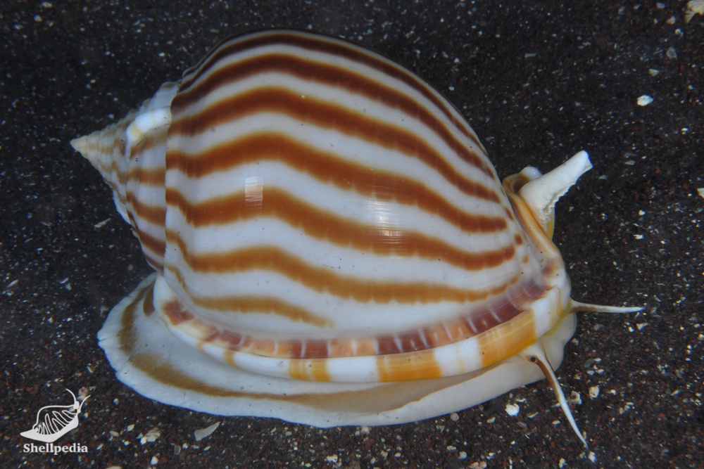 ナガカズラガイ, Phalium flammiferum (Röding, 1798)