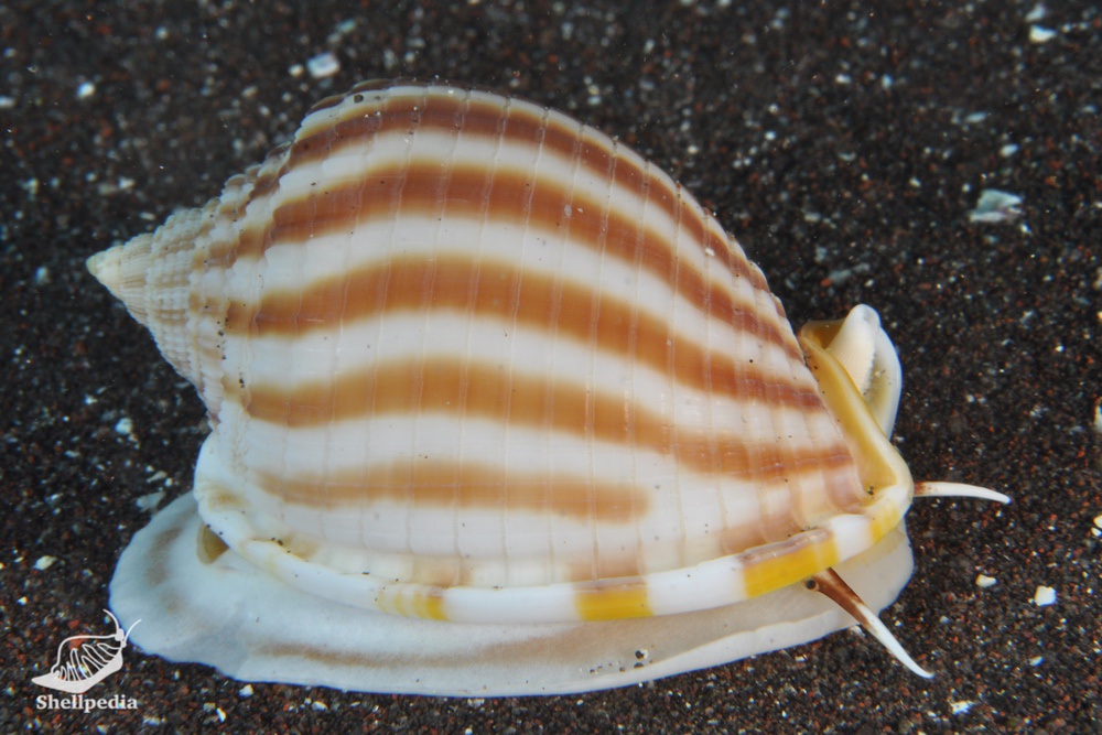 ナガカズラガイ, Phalium flammiferum (Röding, 1798)