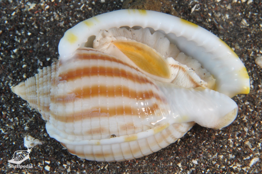 ナガカズラガイ, Phalium flammiferum (Röding, 1798)