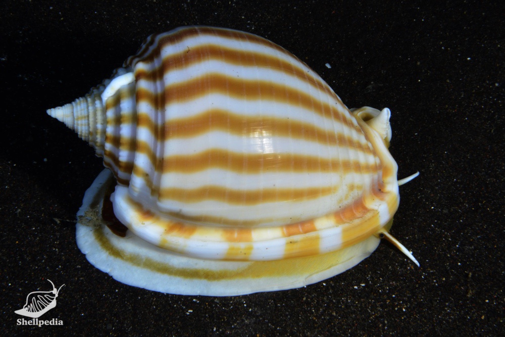 ナガカズラガイ, Phalium flammiferum (Röding, 1798)