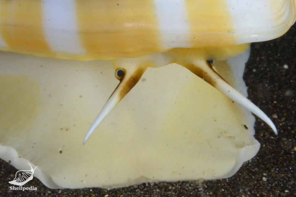 ナガカズラガイ, Phalium flammiferum (Röding, 1798)