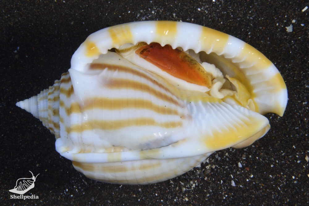 ナガカズラガイ, Phalium flammiferum (Röding, 1798)