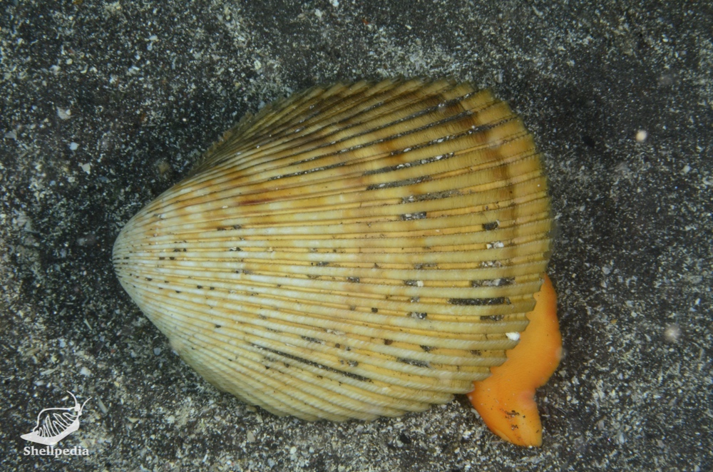 ナガザル, Vasticardium enode (G. B. Sowerby II , 1840)