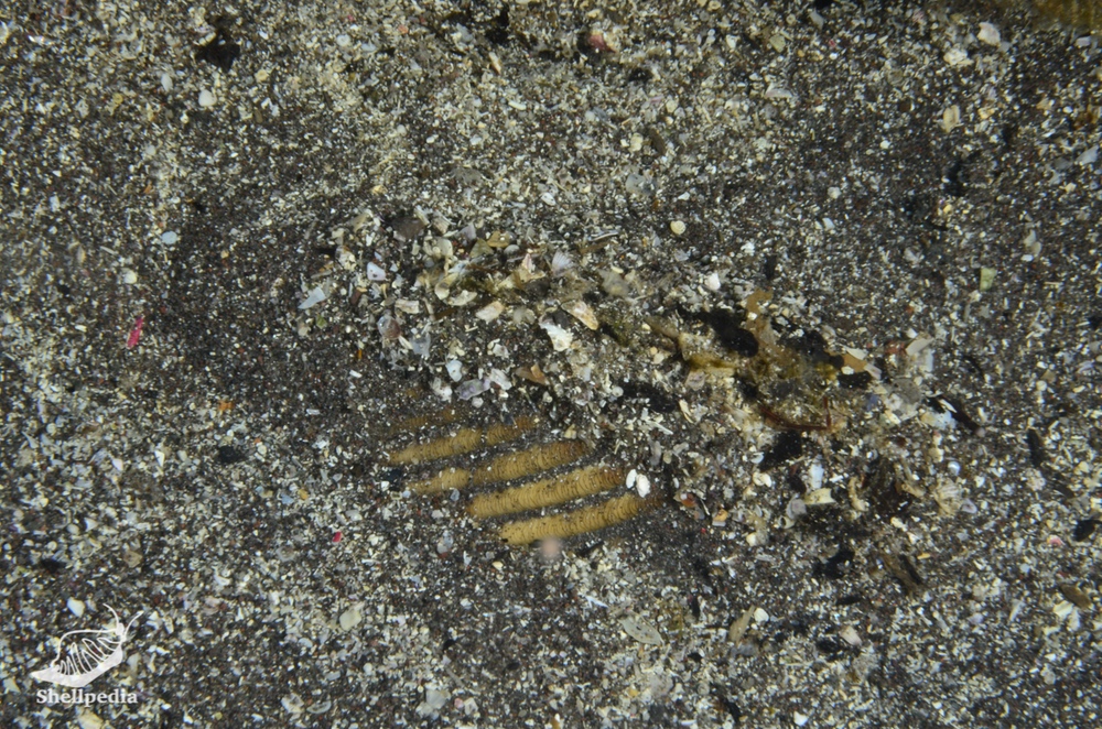 ナガザル, Vasticardium enode (G. B. Sowerby II , 1840)