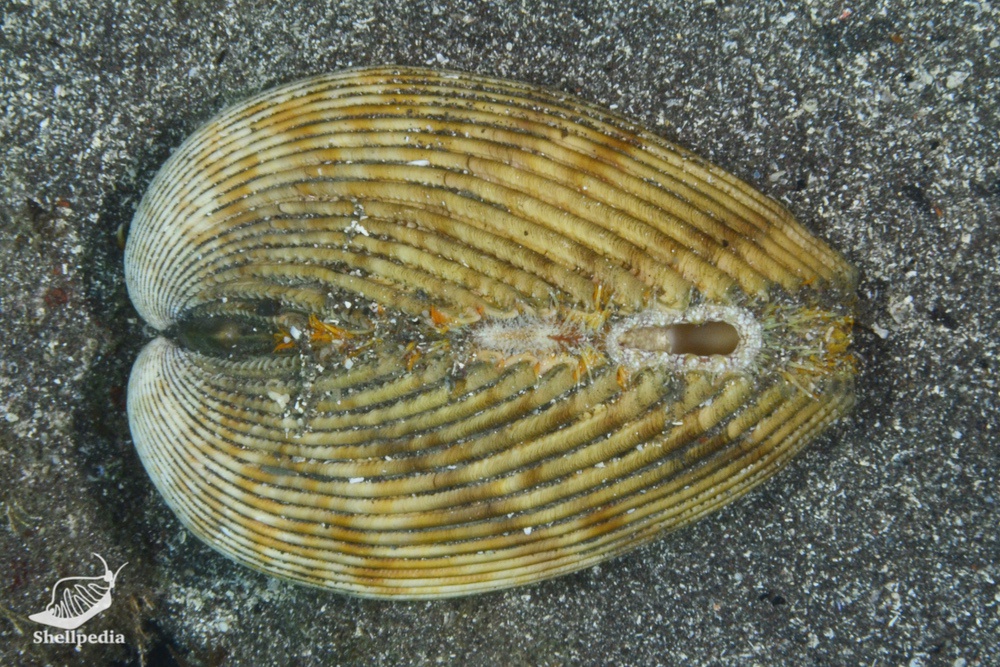 ナガザル, Vasticardium enode (G. B. Sowerby II , 1840)