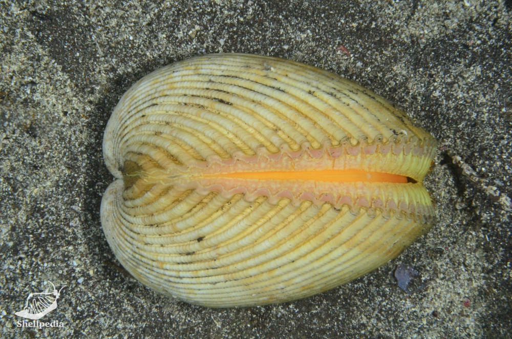 ナガザル, Vasticardium enode (G. B. Sowerby II , 1840)