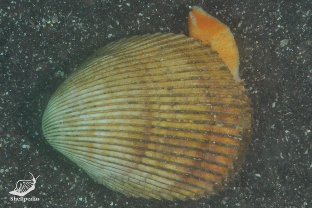 ナガザル, Vasticardium enode (G. B. Sowerby II , 1840)