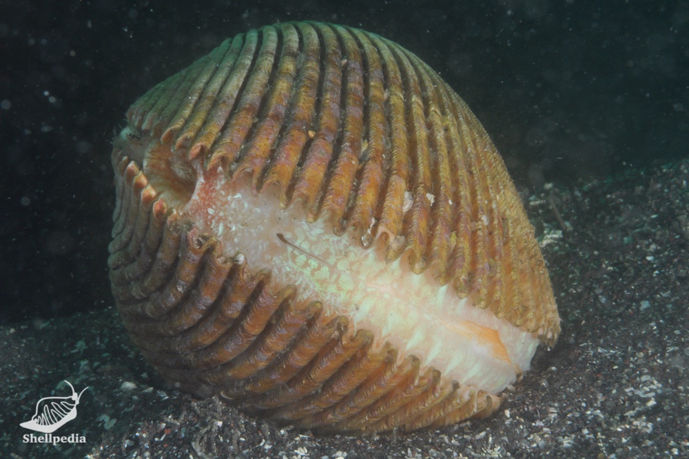 ナガザル, Vasticardium enode (G. B. Sowerby II , 1840)