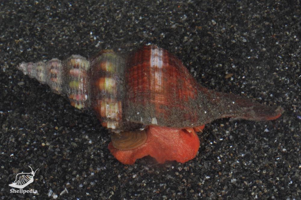 ナガニシ, Fusinus perplexus (A. Adams, 1864)