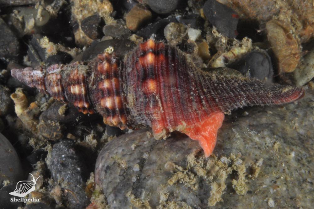 ナガニシ, Fusinus perplexus (A. Adams, 1864)