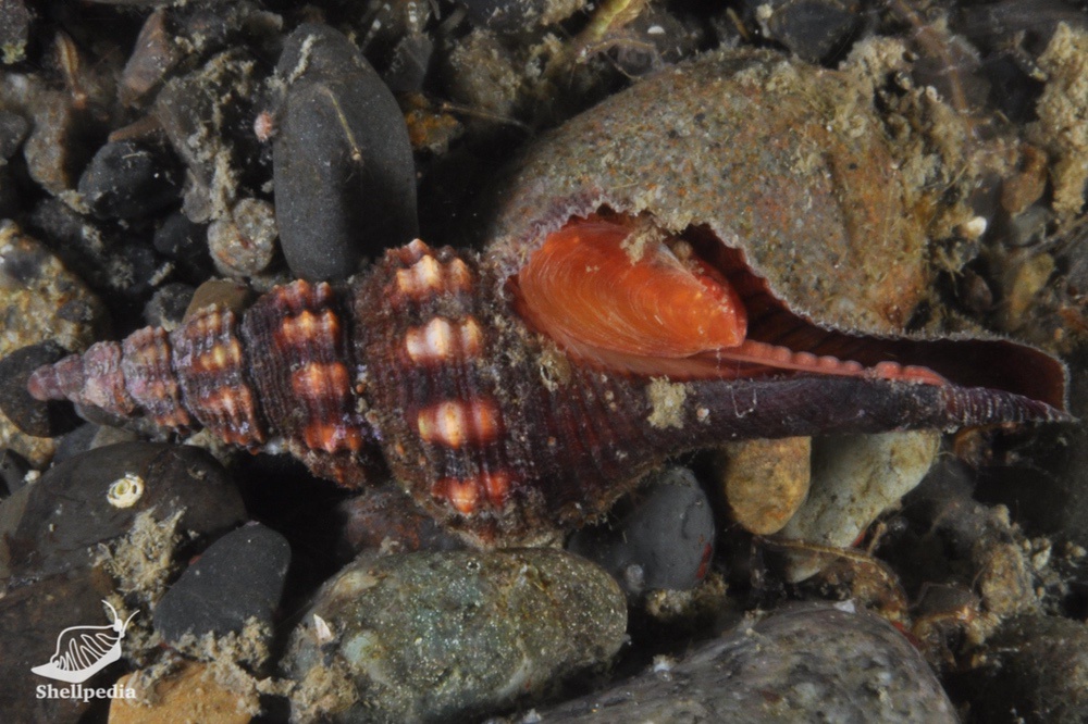 ナガニシ, Fusinus perplexus (A. Adams, 1864)