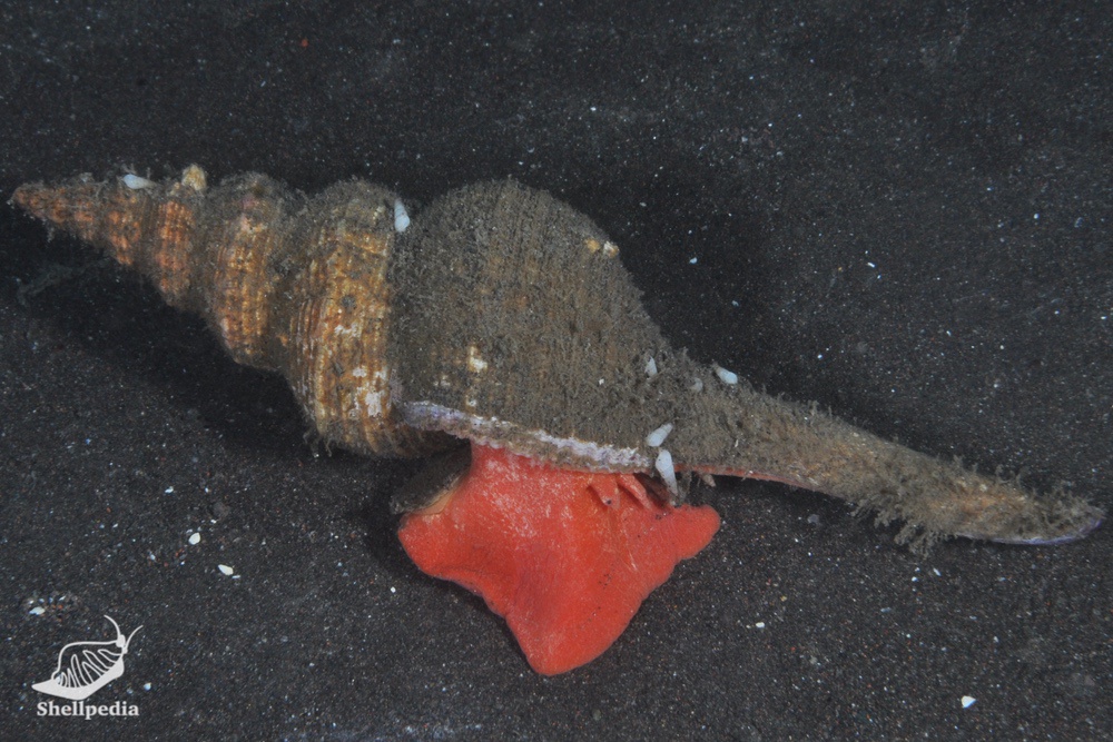 ナガニシ, Fusinus perplexus (A. Adams, 1864)