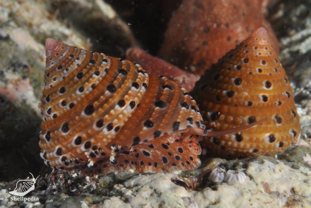 ナツモモ, Clanculus margaritarius (Philippi, 1846)