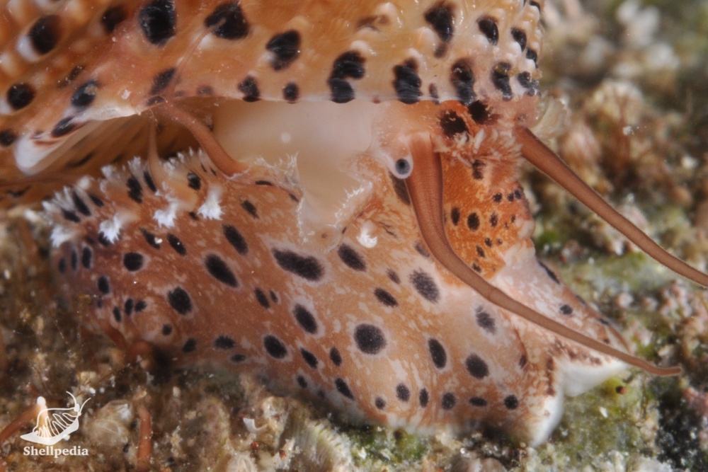 ナツモモ, Clanculus margaritarius (Philippi, 1846)