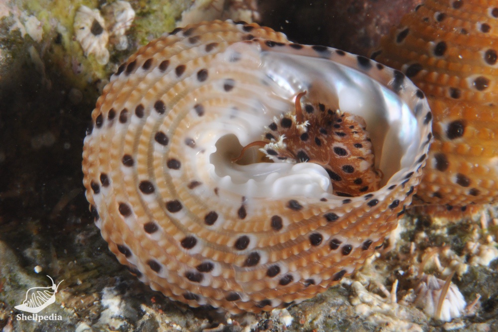 ナツモモ, Clanculus margaritarius (Philippi, 1846)