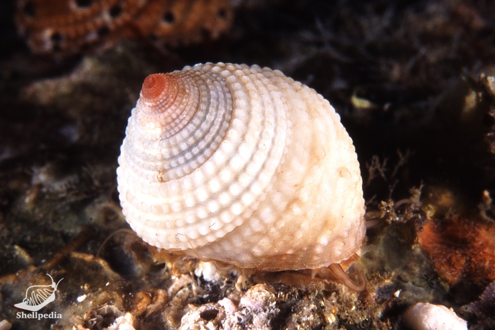 ナツモモ, Clanculus margaritarius (Philippi, 1846)