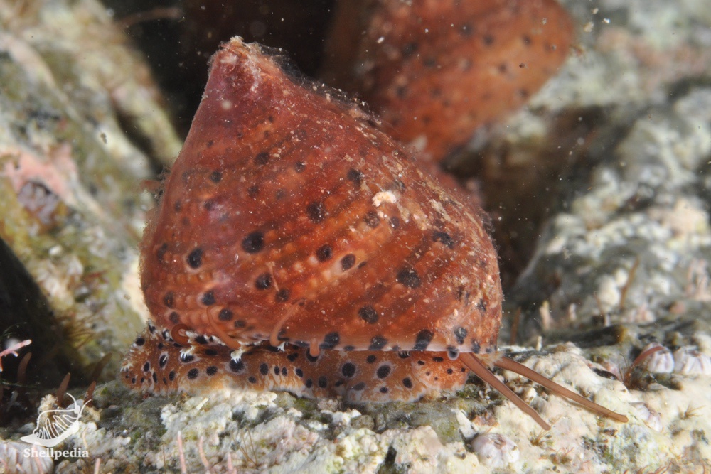 ナツモモ, Clanculus margaritarius (Philippi, 1846)
