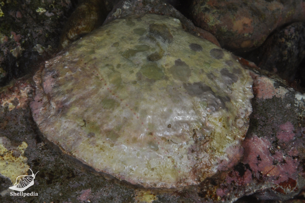 ナミマガシワ, Anomia chinensis Philippi, 1849