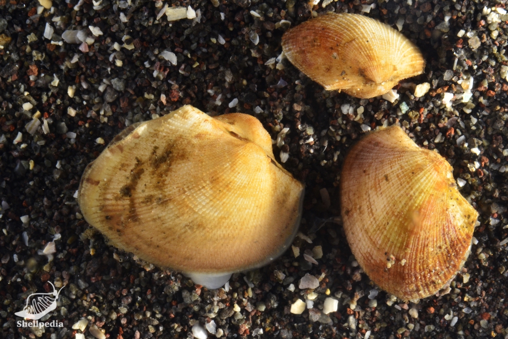 ヌノメアカガイ, Cucullaea labiata (Lightfoot, 1786)