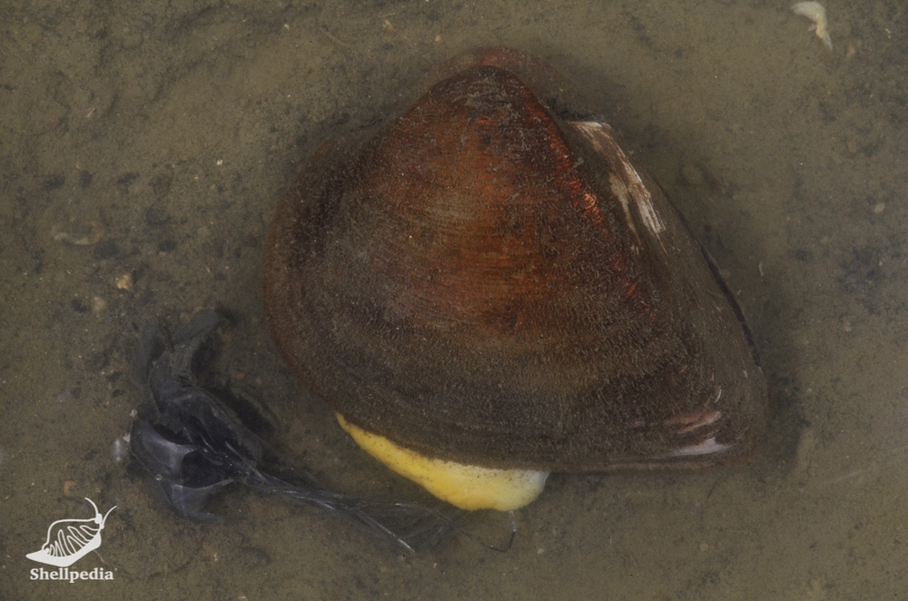 ヌノメアカガイ, Cucullaea labiata (Lightfoot, 1786)