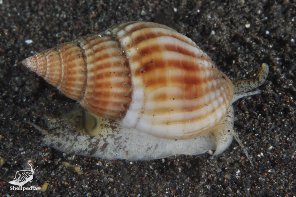 ハナムシロ, Nassarius castus (Gould, 1850)