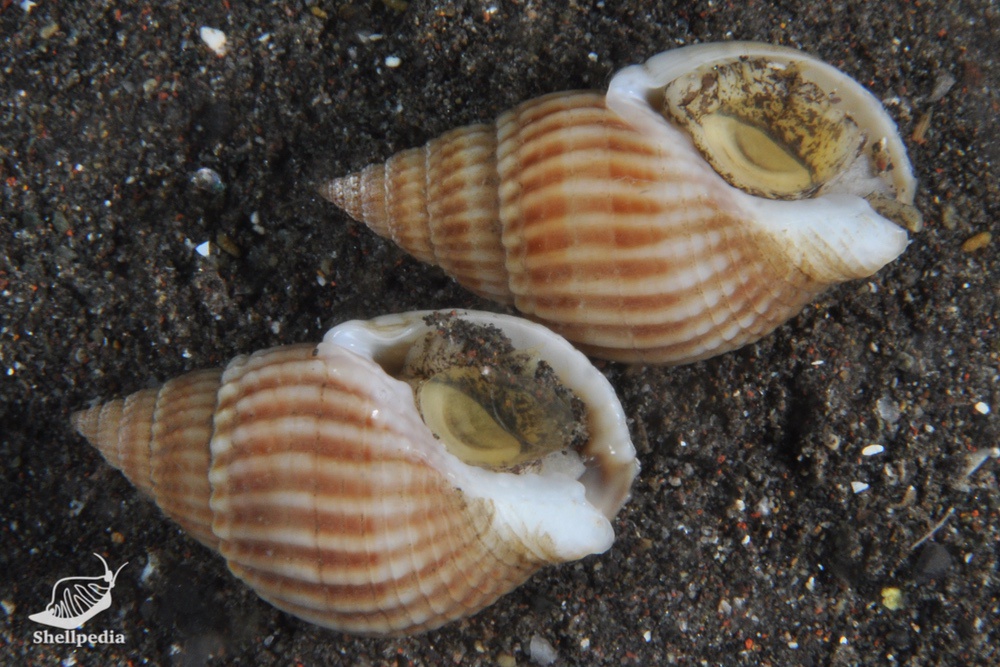 ハナムシロ, Nassarius castus (Gould, 1850)