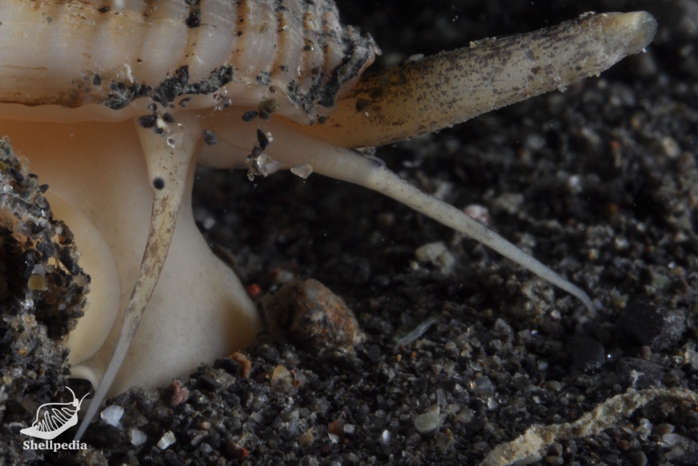 ハナムシロ, Nassarius castus (Gould, 1850)