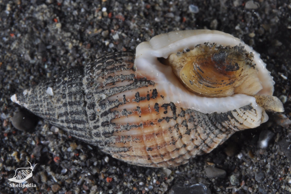 ハナムシロ, Nassarius castus (Gould, 1850)
