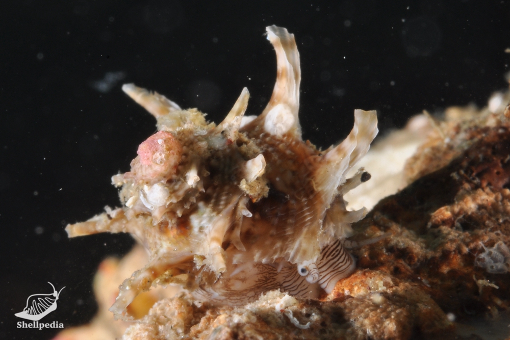 ハリサザエ, Bolma modesta (Reeve, 1843)