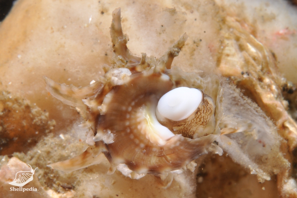 ハリサザエ, Bolma modesta (Reeve, 1843)