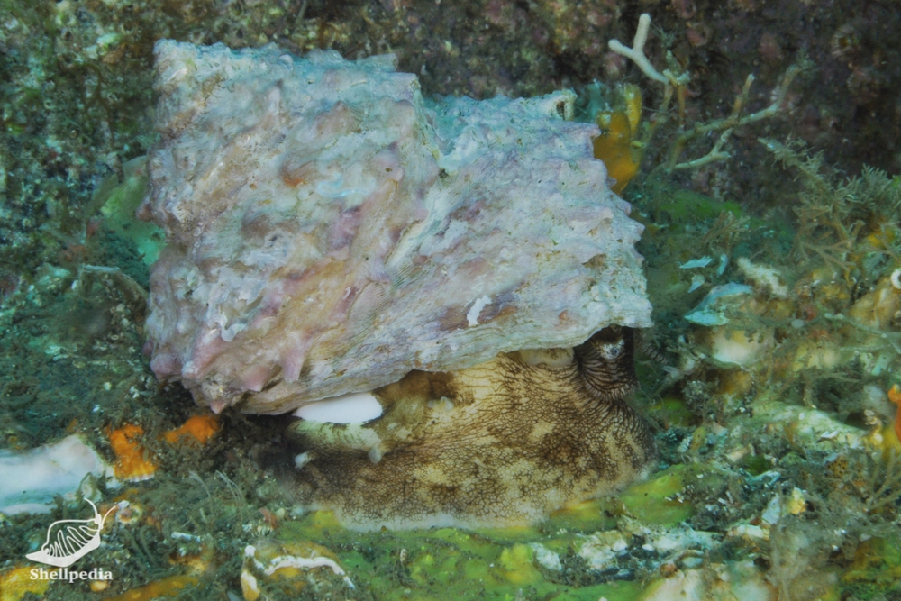 ハリサザエ, Bolma modesta (Reeve, 1843)