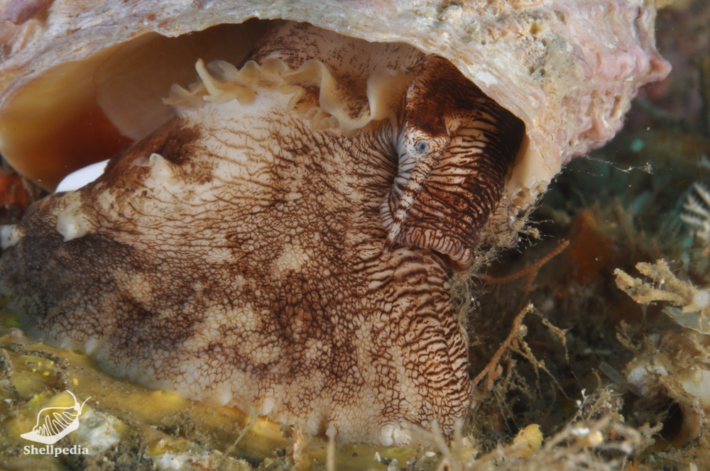 ハリサザエ, Bolma modesta (Reeve, 1843)