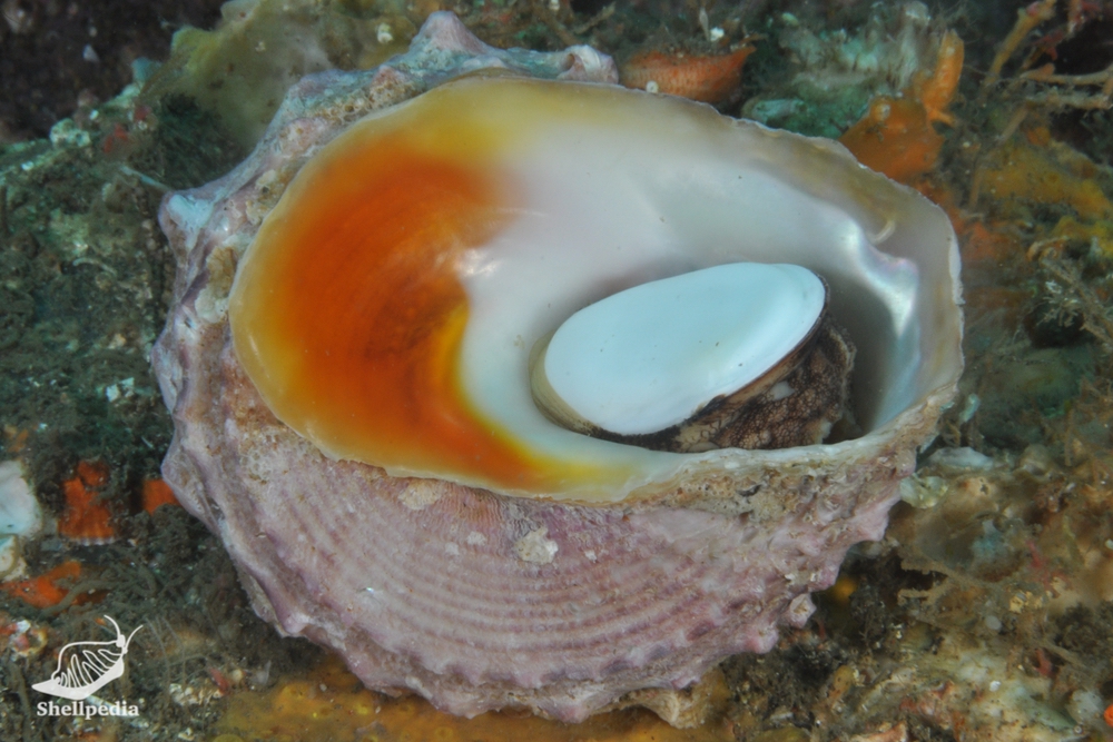 ハリサザエ, Bolma modesta (Reeve, 1843)