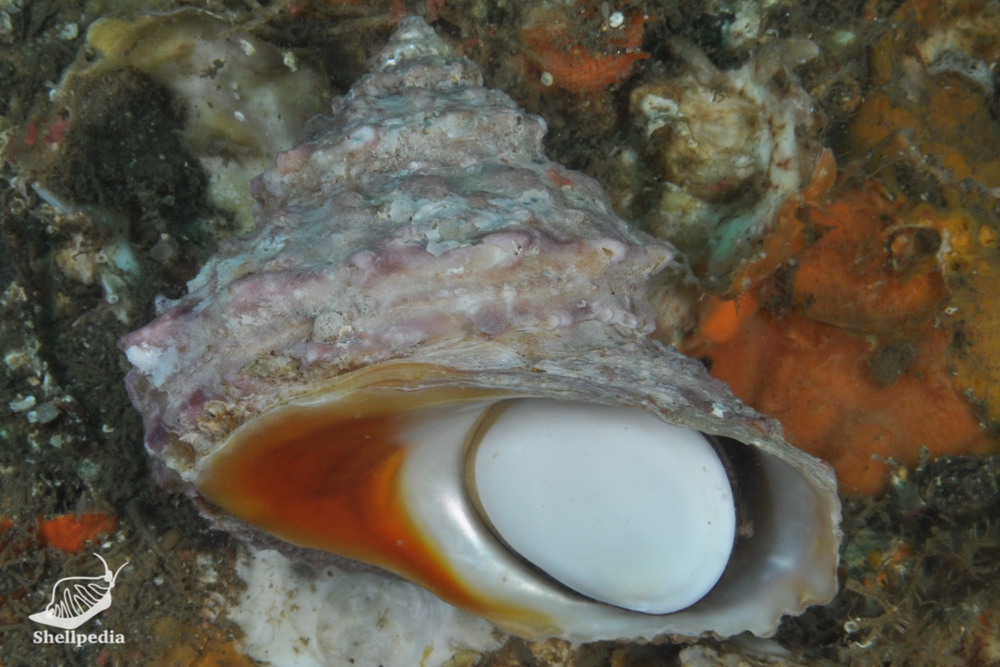 ハリサザエ, Bolma modesta (Reeve, 1843)
