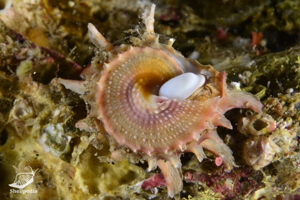 ハリサザエ, Bolma modesta (Reeve, 1843)