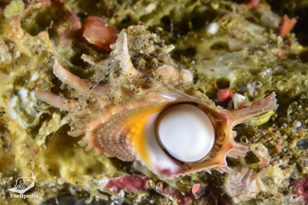 ハリサザエ, Bolma modesta (Reeve, 1843)