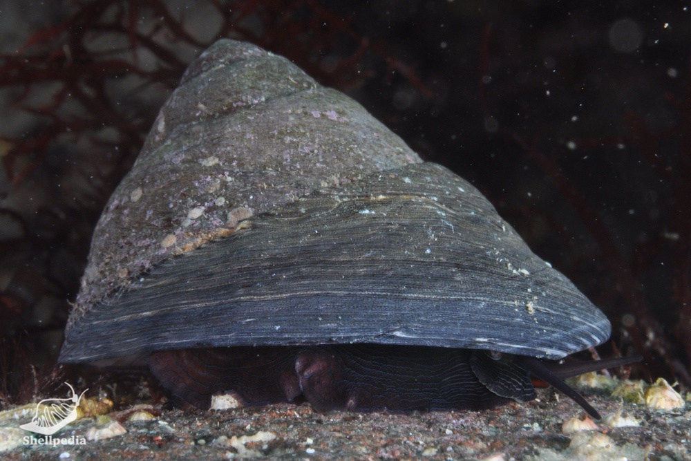 バテイラ, Omphalius pfeifferi (Philiippi, 1846)