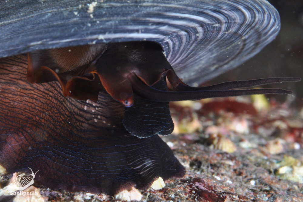 バテイラ, Omphalius pfeifferi (Philiippi, 1846)