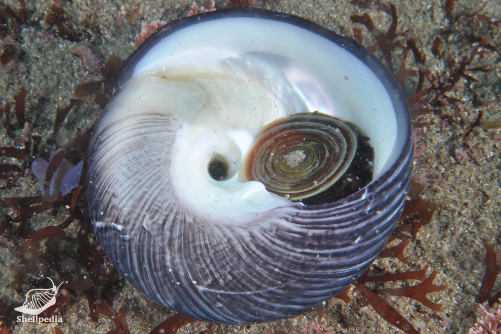 バテイラ, Omphalius pfeifferi (Philiippi, 1846)